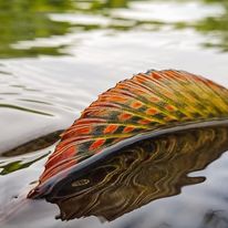 Catch Me If You Can - 5 Fishes to Try Your Luck With In Bosnia and ...